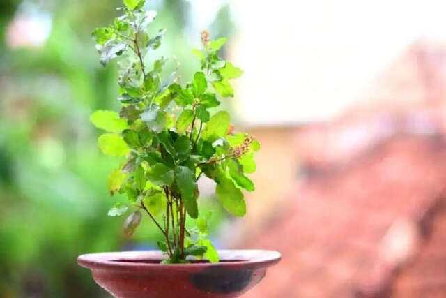 Effective tips for nurturing your tulsi plant