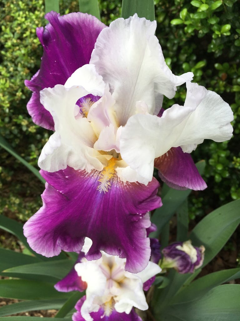 Add eye-catching bearded iris to your garden this spring