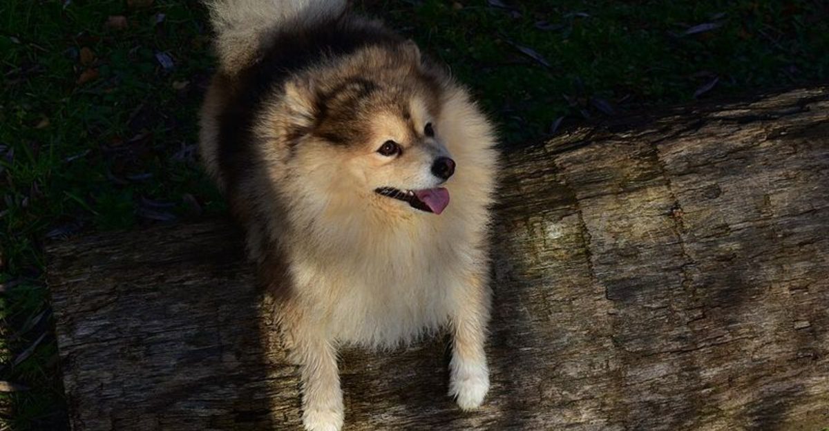 16 dog breeds that look like a dream online and feel like a full-time ...