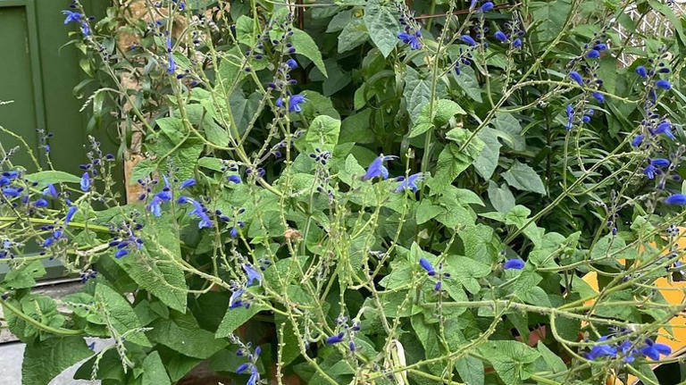 8 beautiful blue sage plants that'll fill your yard with hummingbirds