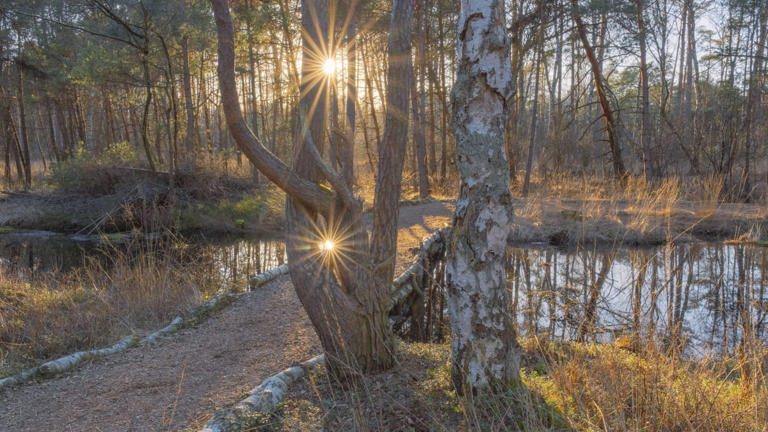 Mitten durchs Moor: Dieser Pfad zeigt eine verborgene Welt