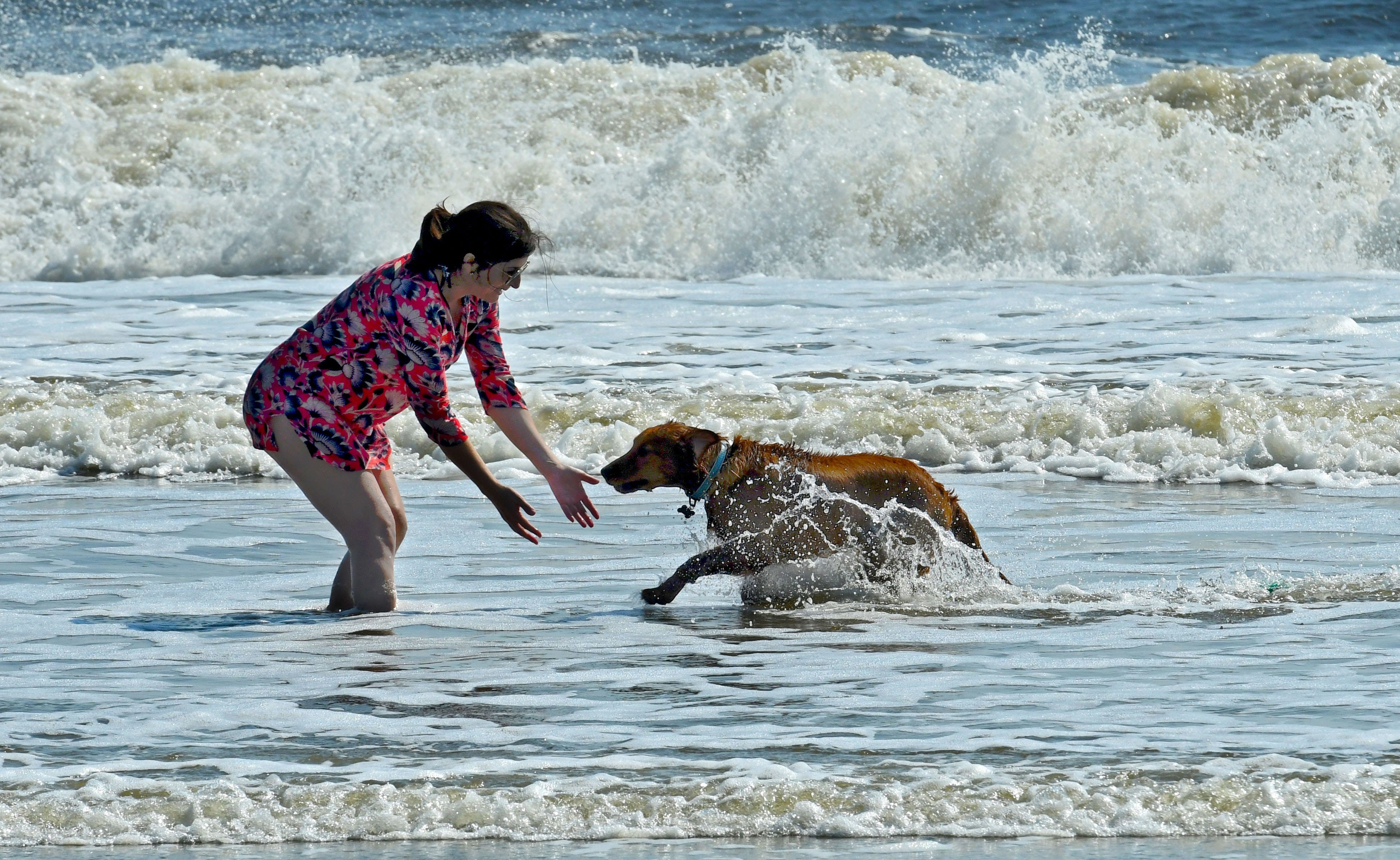 Florida pet friendly cities ranked. Which is No. 1, by what factors