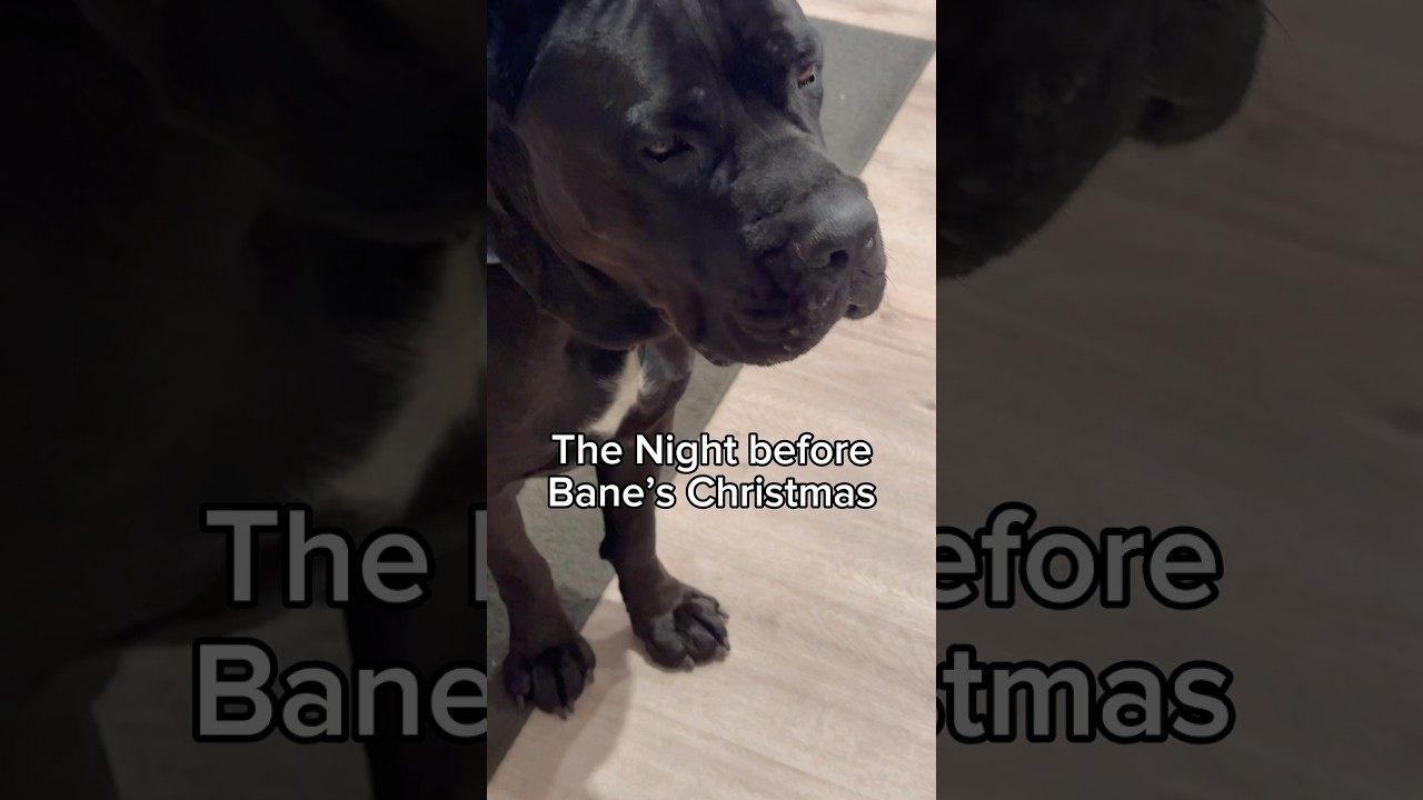 Owner must hide pet Christmas presents from massive dog