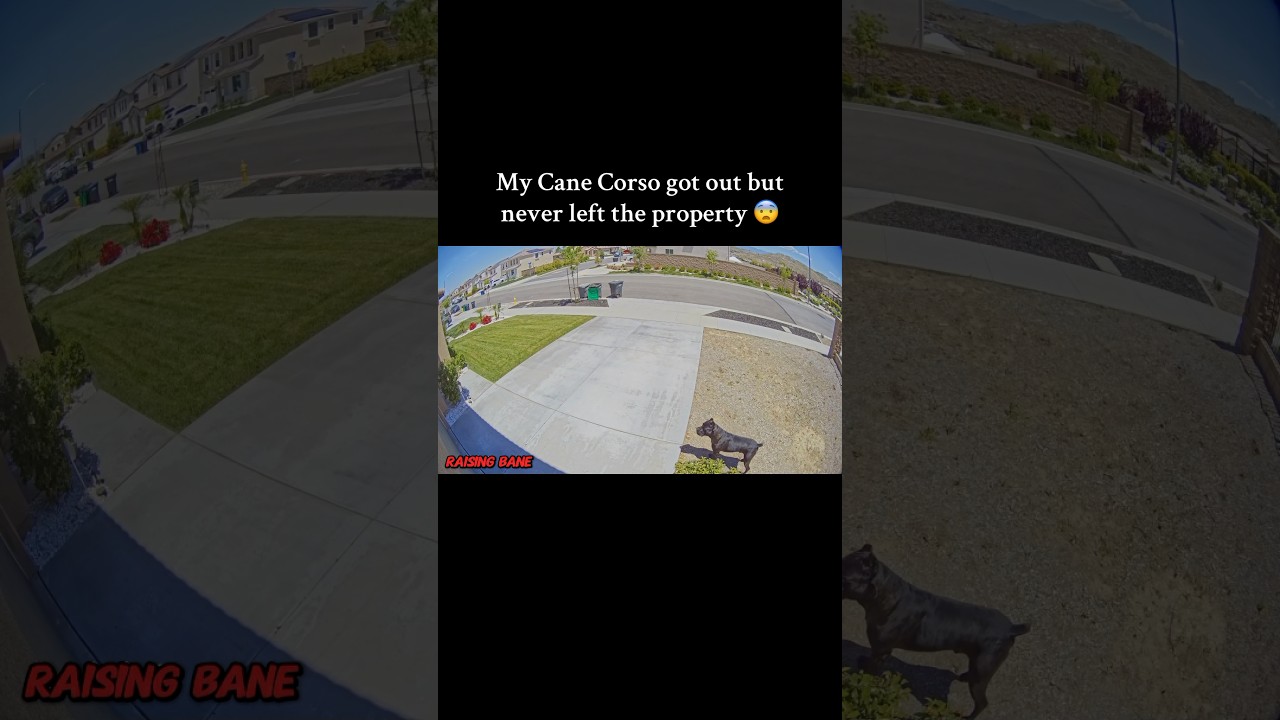 Cane corso escapes house but knows better than to leave the property