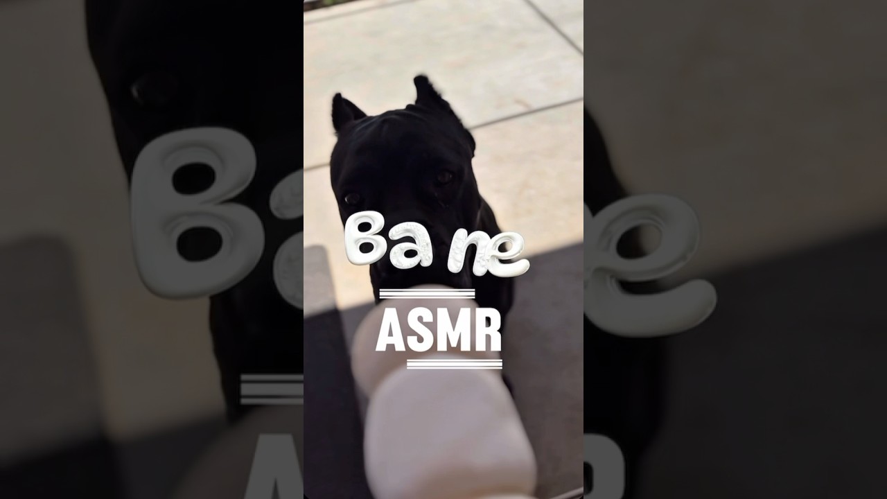 ASMR sounds from a giant dog enjoying a snack