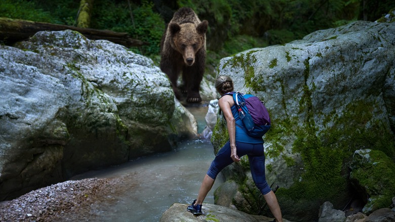 The most dangerous animals to avoid in California's wilderness