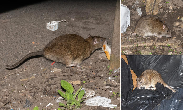 Rats the size of rabbits stalk Birmingham's streets as bin strike ...
