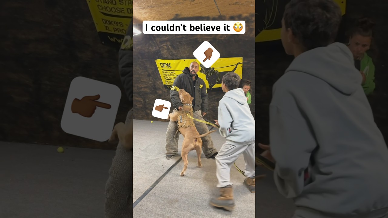 Pit bull locks in on trainer's body language to learn protection skills