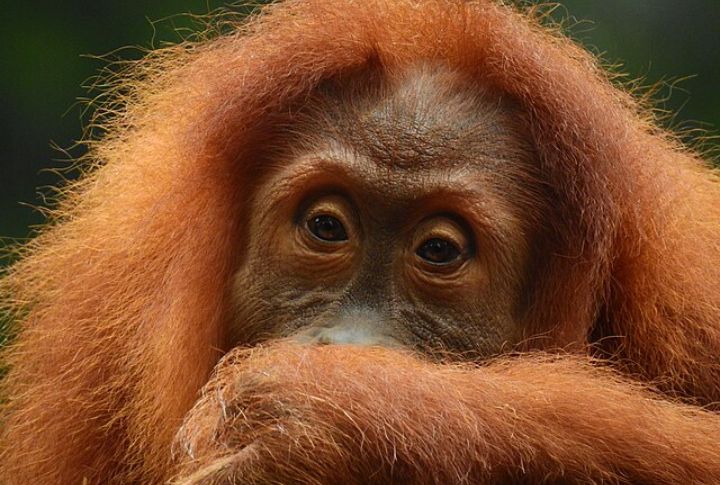 10 domesticated wild animals that would struggle if released into the wild