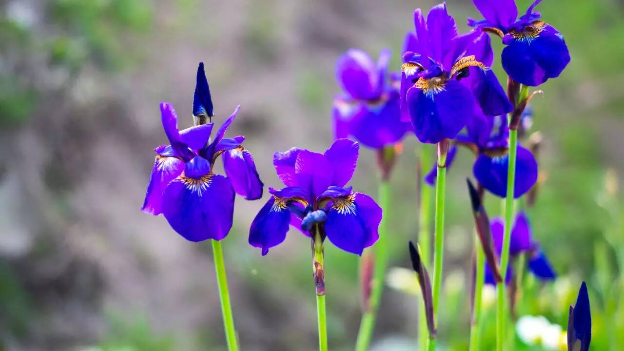 8 stunning purple flowers that add elegance to your home and garden