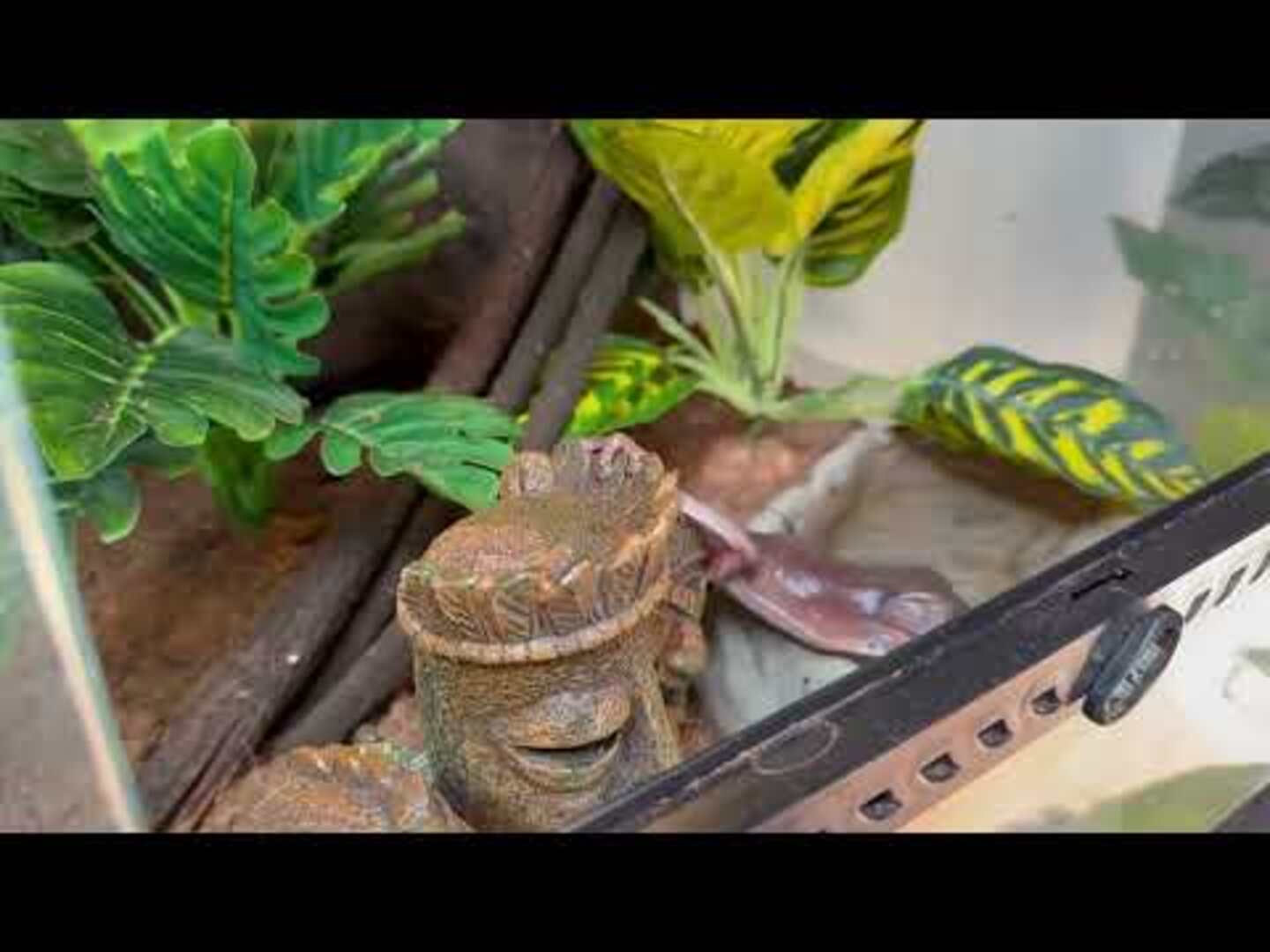 Blind frog leaps for food and falls into water dish