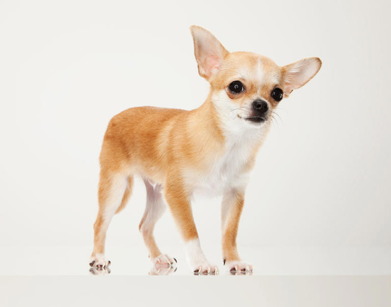 ¿Cuáles son los perros que viven más años? Las razas más longevas y ...