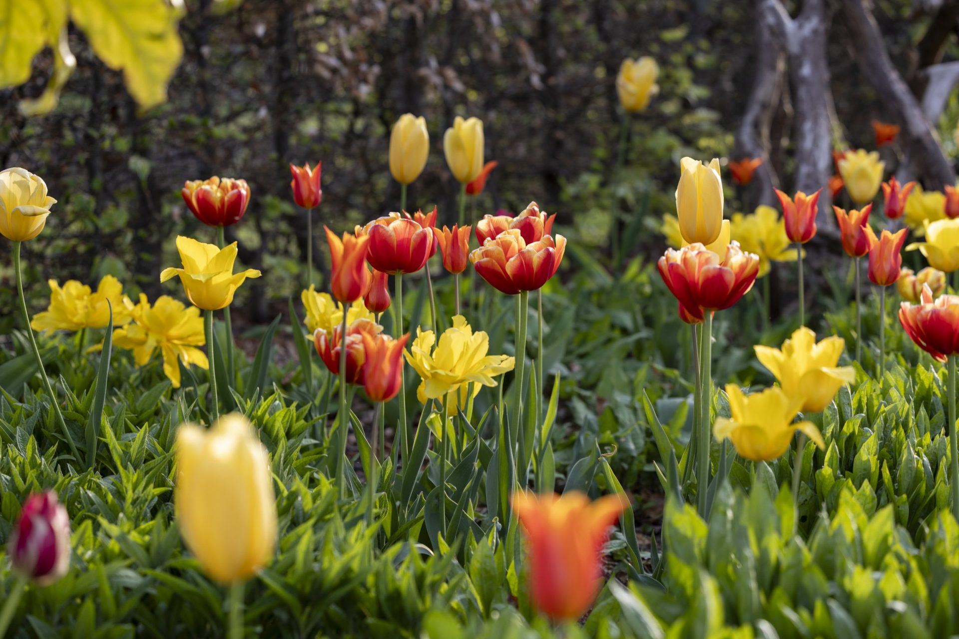 Your essential spring garden to-do list after a soggy winter