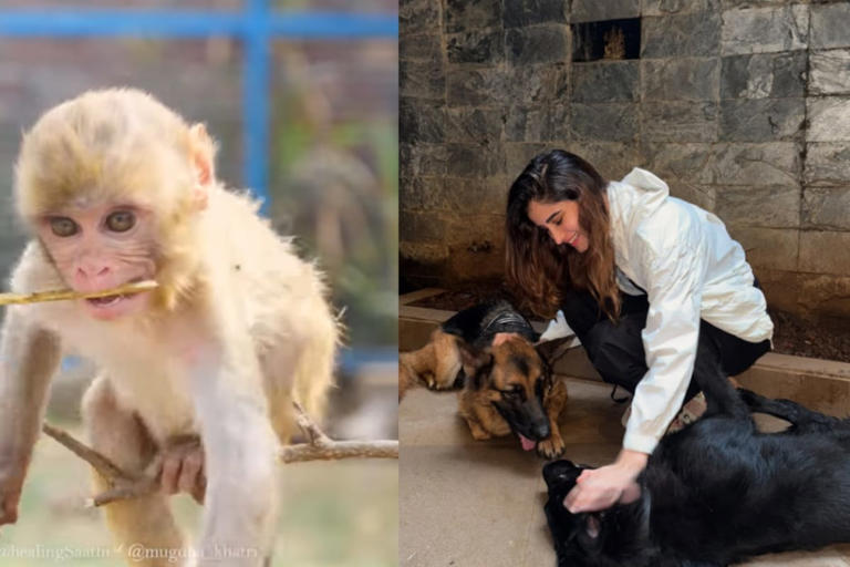 Rasha Thadani adopts injured monkey Angad, fans react: 'Heart of gold'
