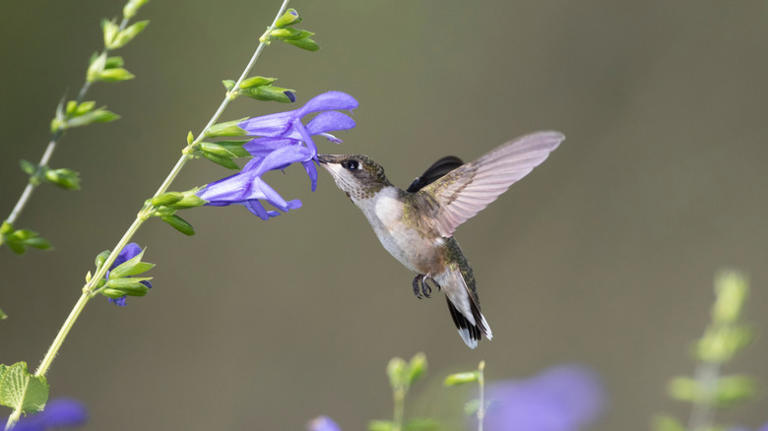 8 beautiful blue sage plants that'll fill your yard with hummingbirds