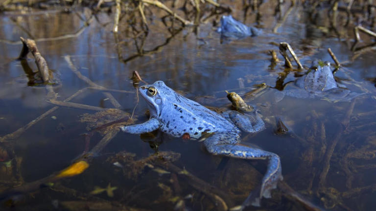 Mitten durchs Moor: Dieser Pfad zeigt eine verborgene Welt