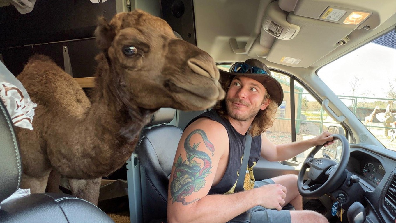 I got a baby camel