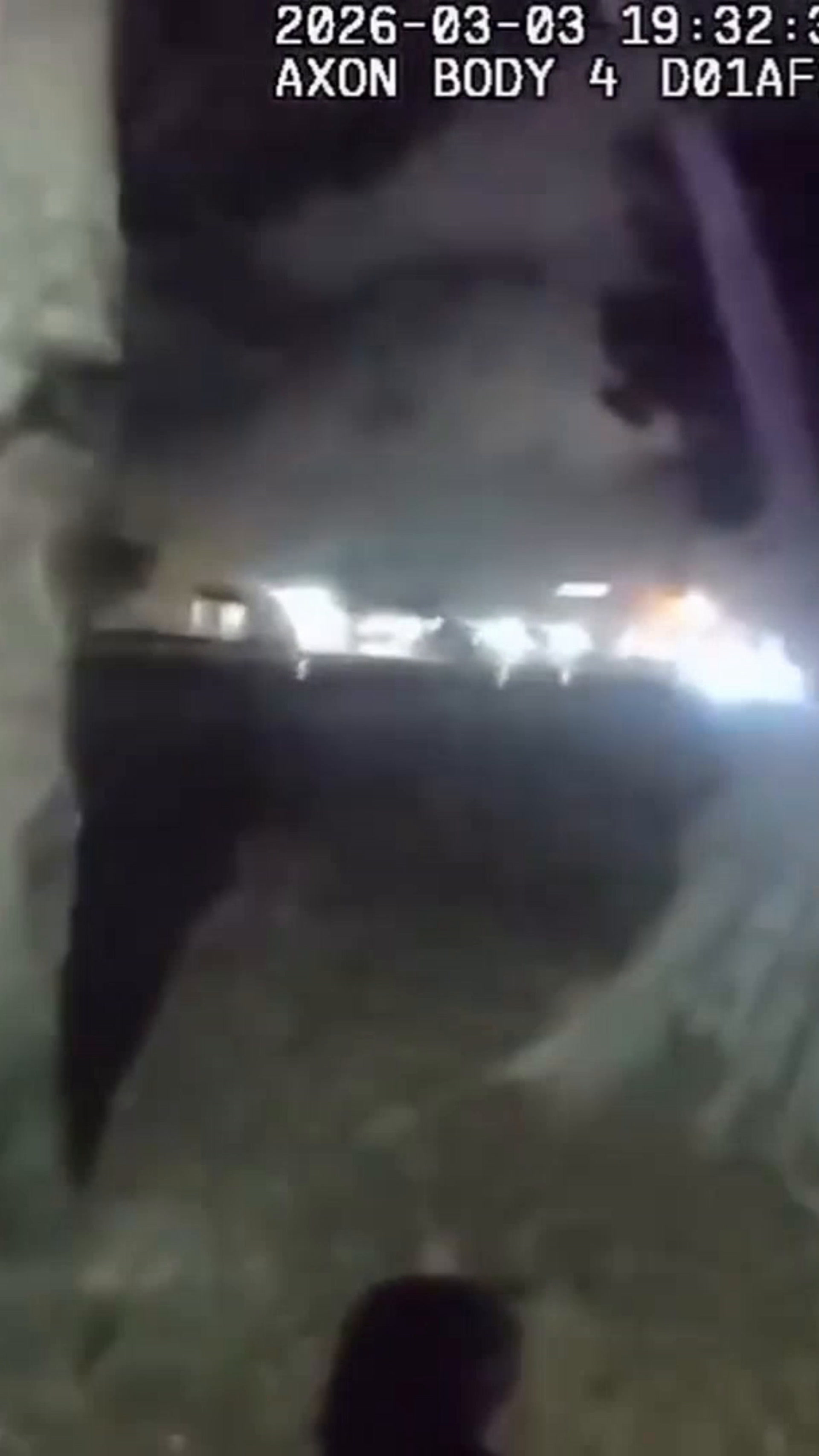 Watch: Runaway pig wrangled by police officers in Hollywood