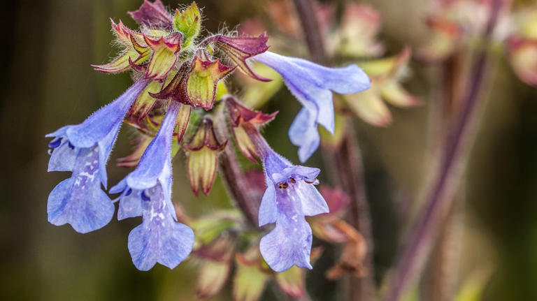 8 beautiful blue sage plants that'll fill your yard with hummingbirds