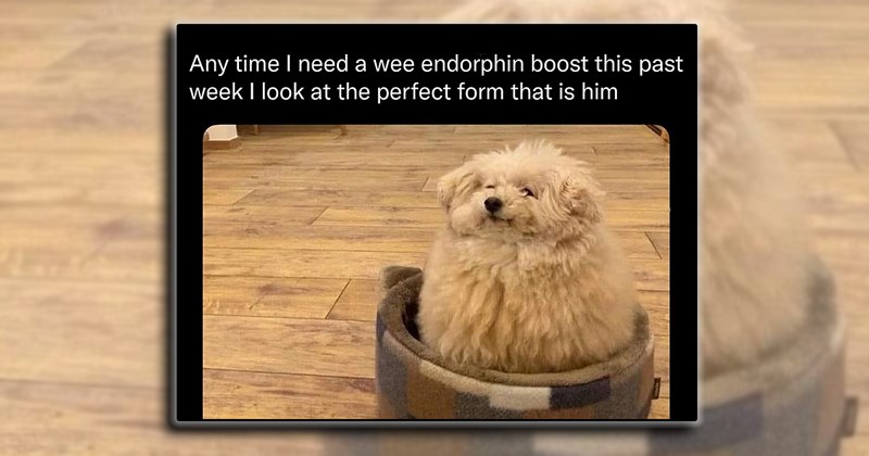 21 heartwarming dog memes for your morning cup of pawsitivity