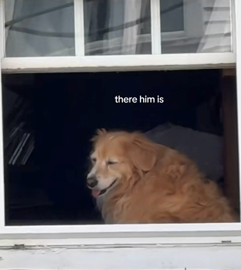 21 heartwarming dog memes for your morning cup of pawsitivity