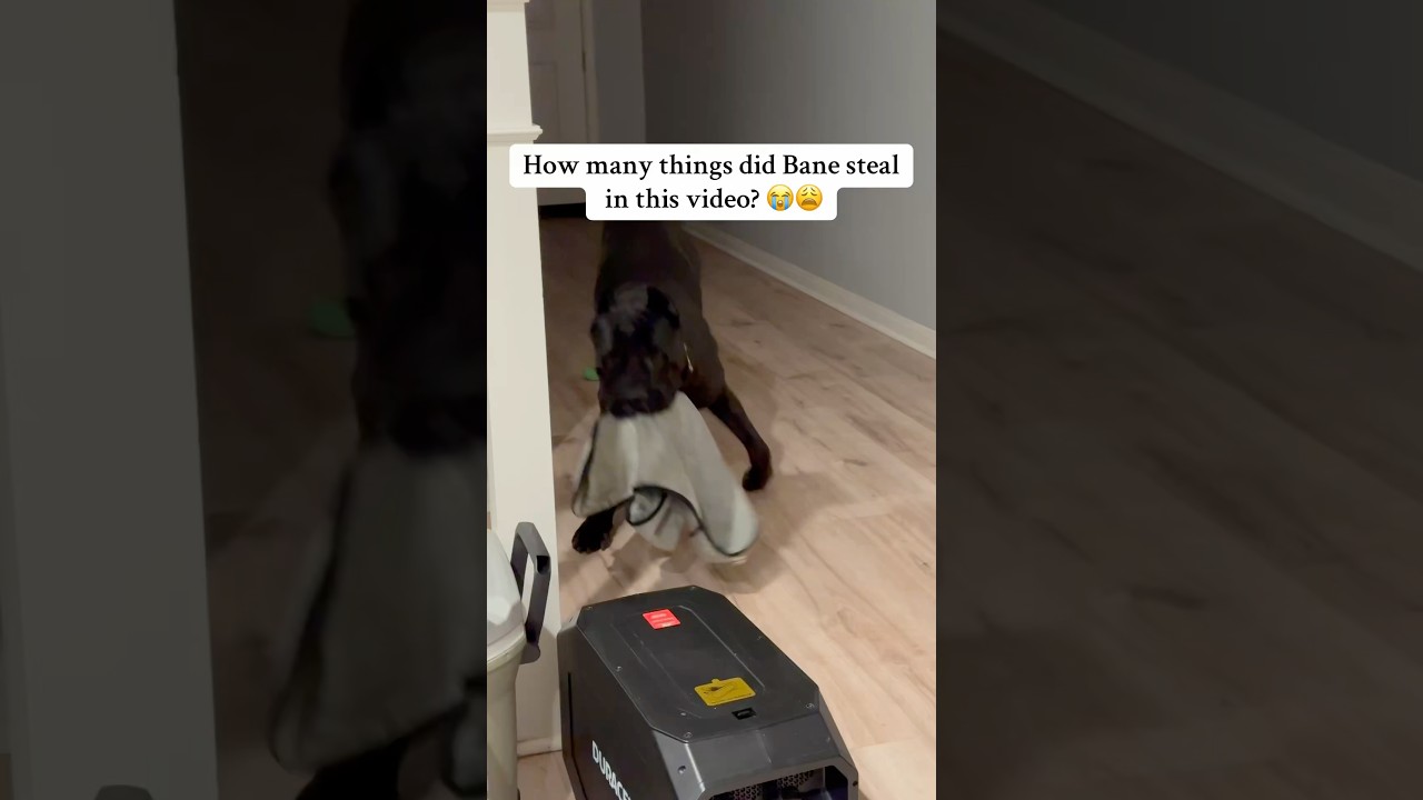 Cane corso dog has the fastest paws in the West