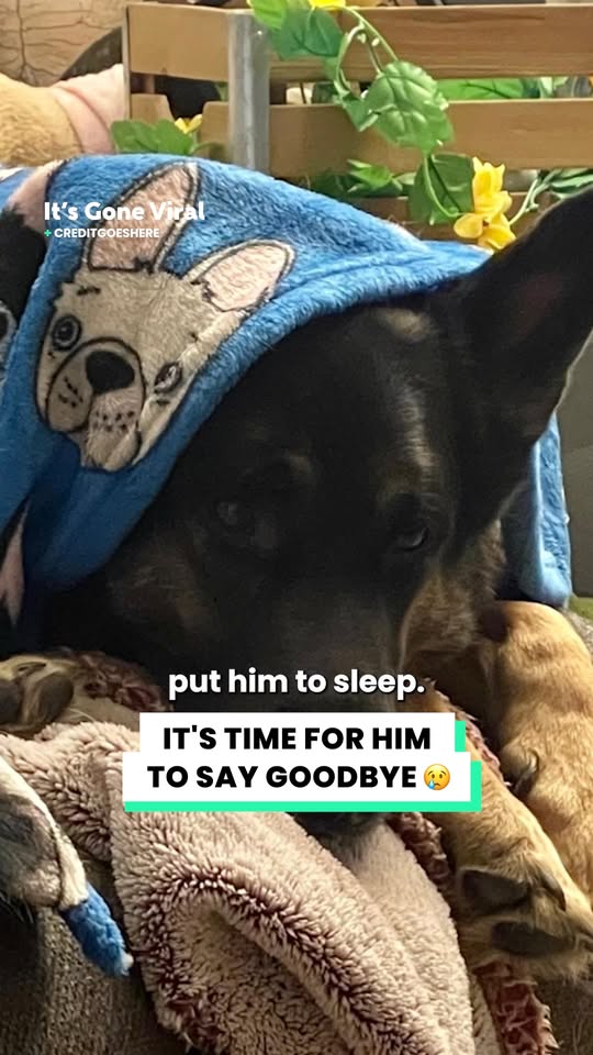 I had to tell him we were saying goodbye