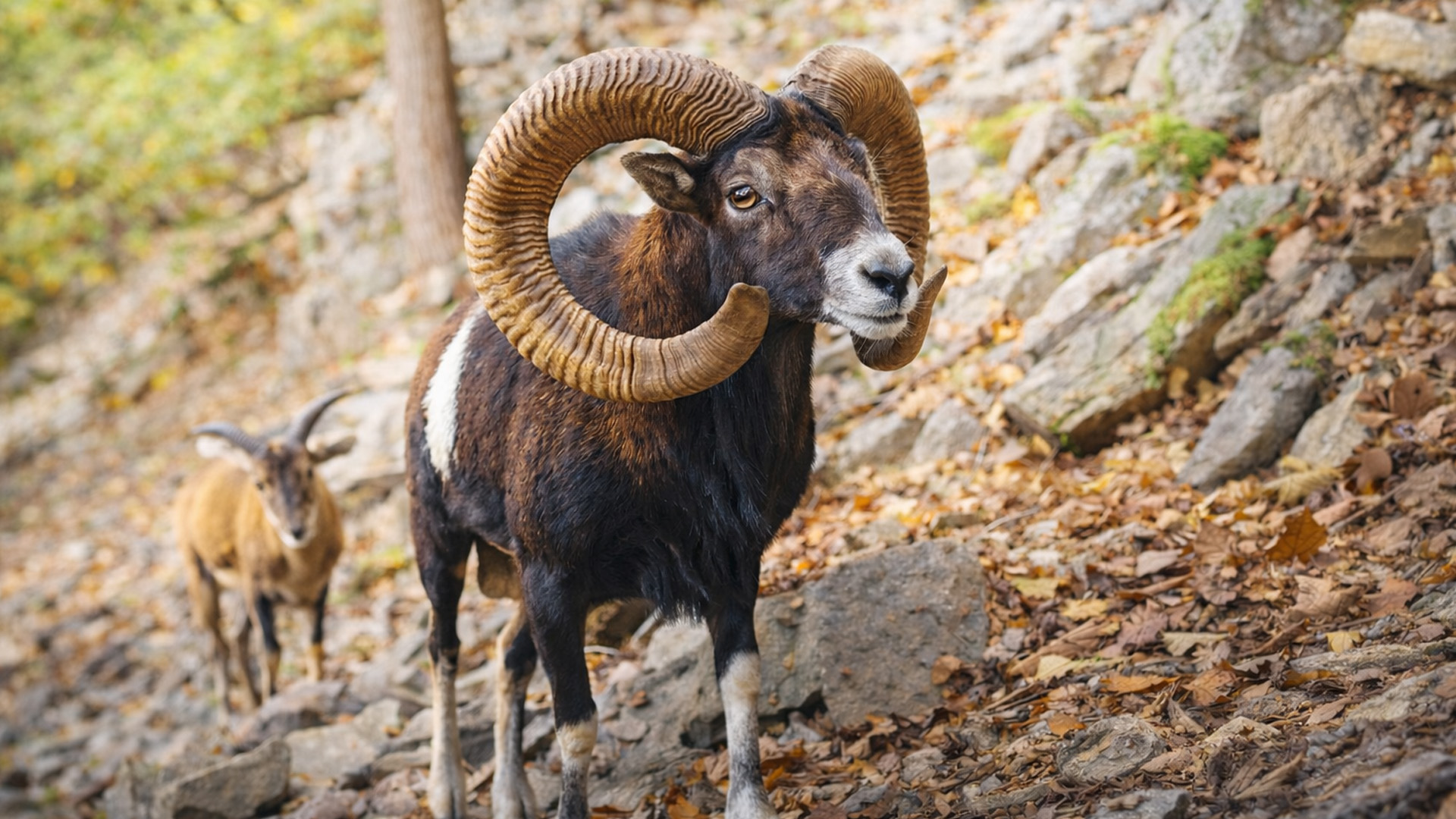 Une caméra discrète filme un bouquetin sauvage sur un sentier rocheux ...