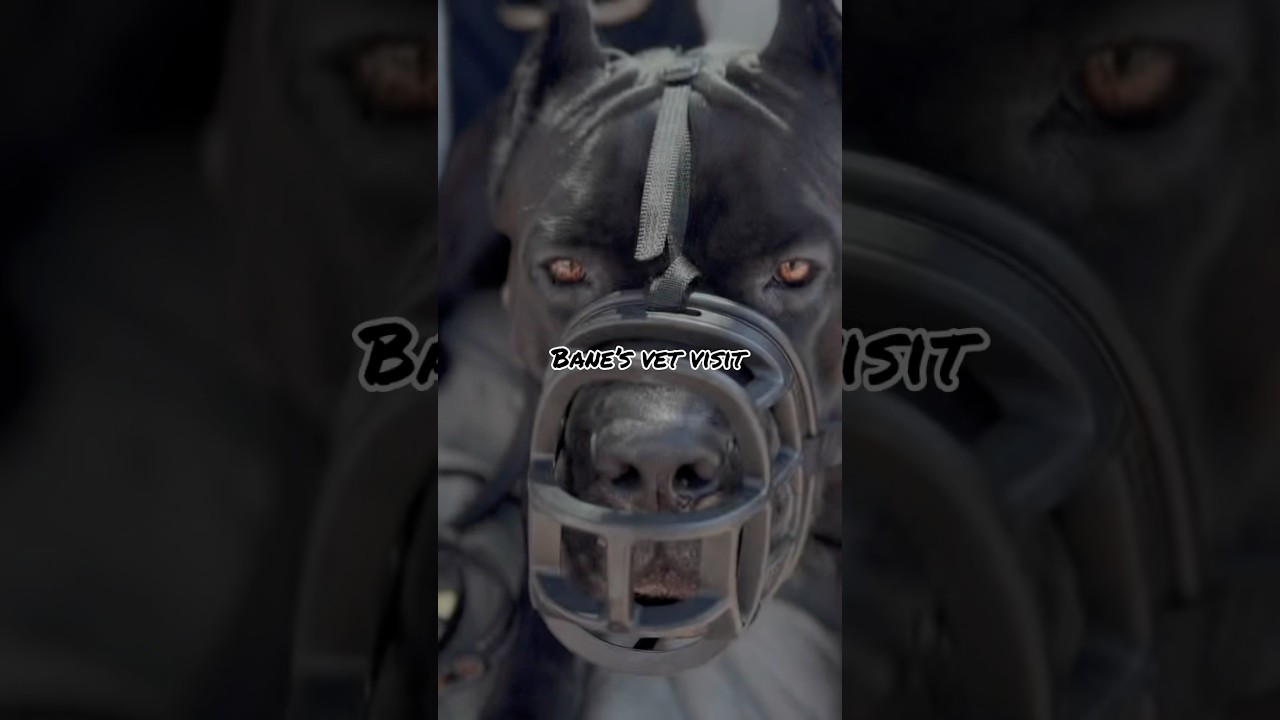 Cane Corso has a serious allergy that needs attention