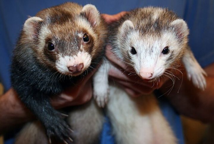 10 domesticated wild animals that would struggle if released into the wild