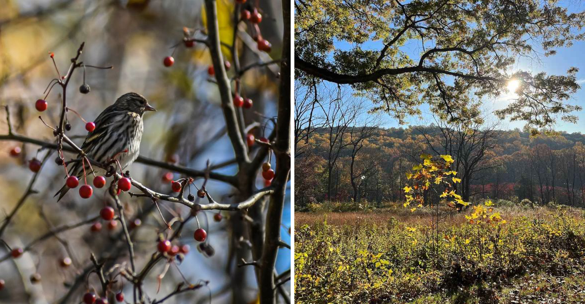 This New Jersey wilderness will surround you with over 200 species of birds