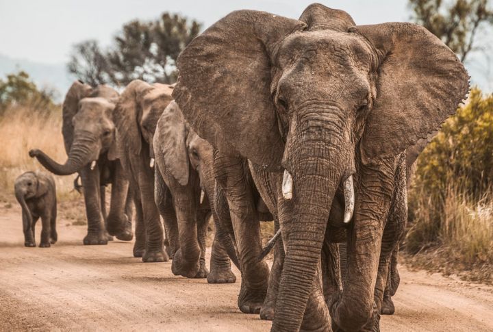 10 domesticated wild animals that would struggle if released into the wild