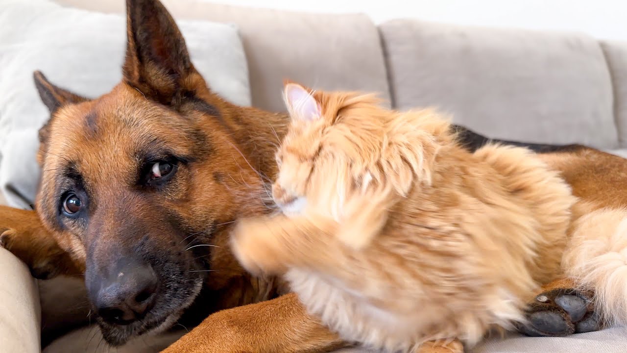 Duitse herder leert dat katten hun eigen regels hebben
