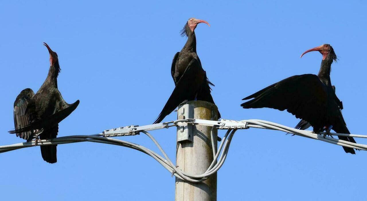 Invasione di ibis, scatta l'allarme alla base militare di Aviano: la ...
