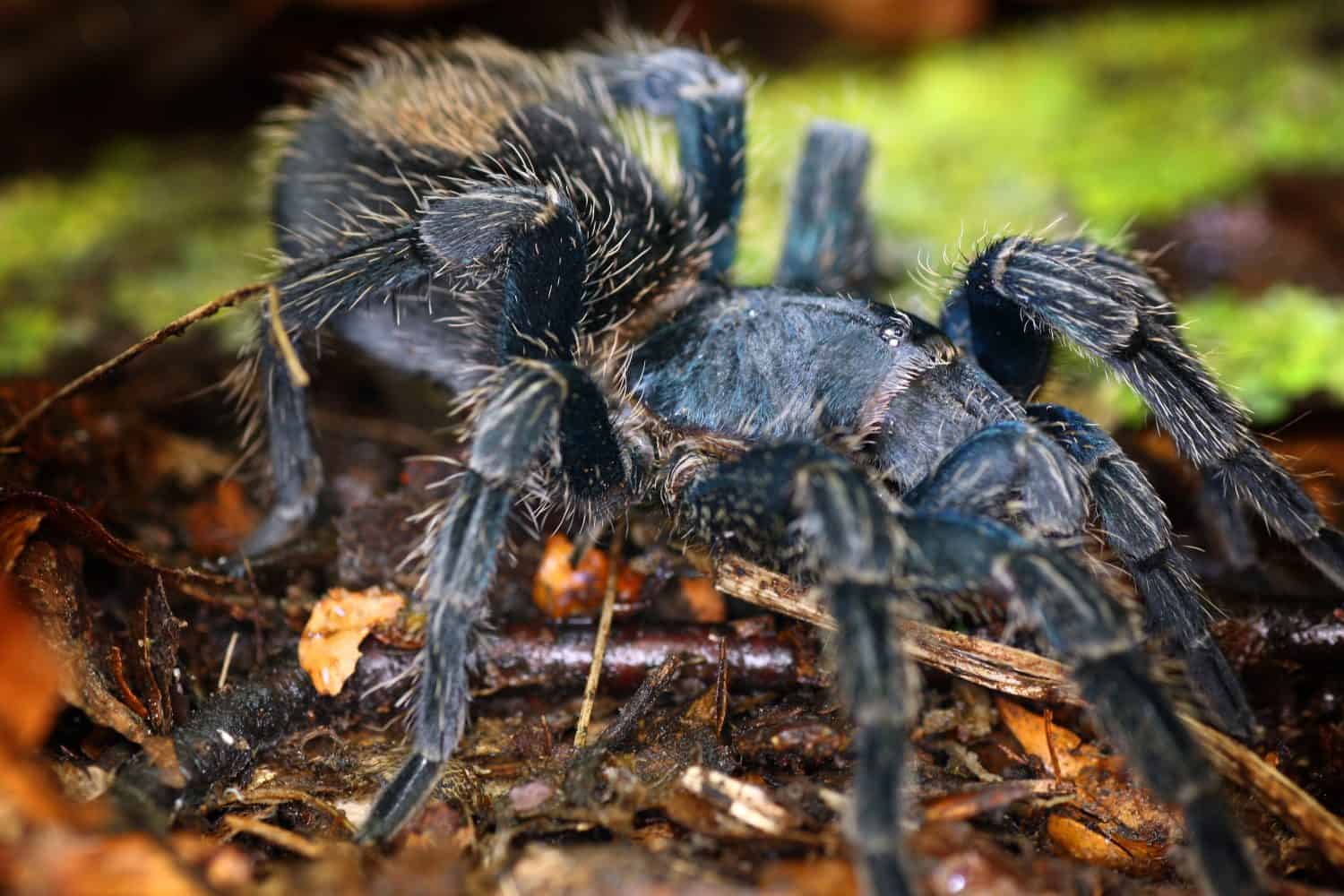 Nature’s odd couple: The curious case of the frog and the tarantula