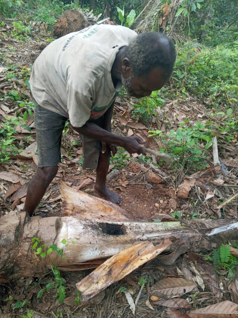 Palm wine tapping lucrative, needs more hands