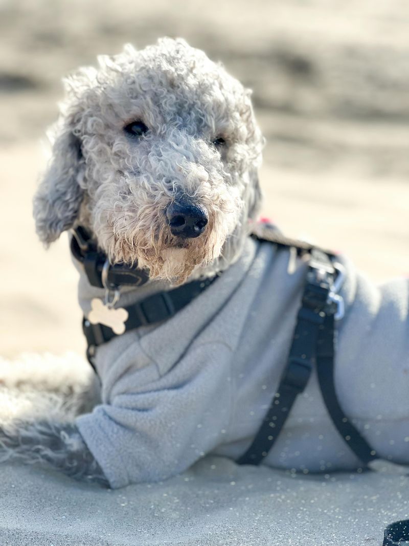 If you appreciate unusual dogs, these 17 breeds are hard to forget