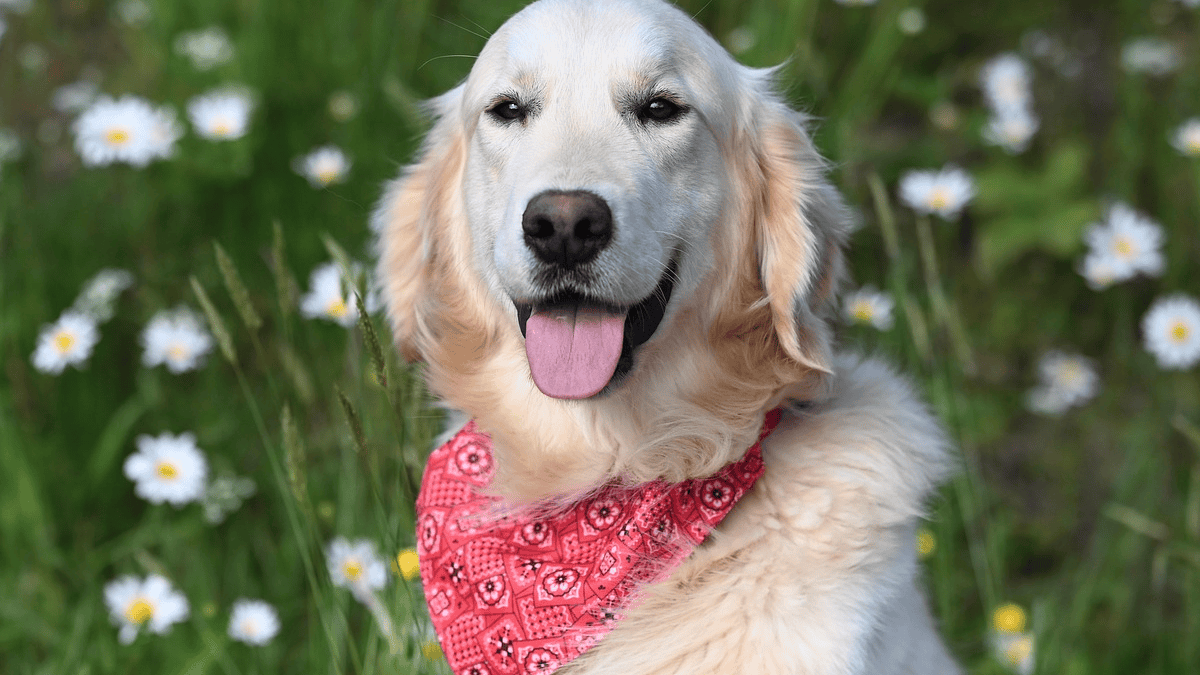 The final goodbye: 12 things veterinarians wish all owners would do in ...