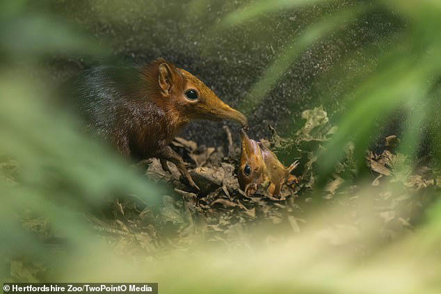 Rare elephant shrews born in UK for first time - but are so tiny they ...