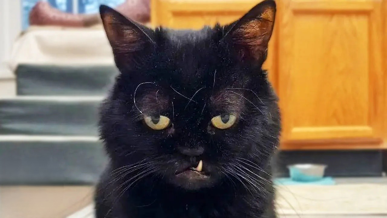 Nobody believes this tiny dwarf cat is real – until he meows