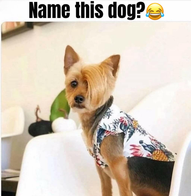 24 derpy boys and girls for dog lovers around the world