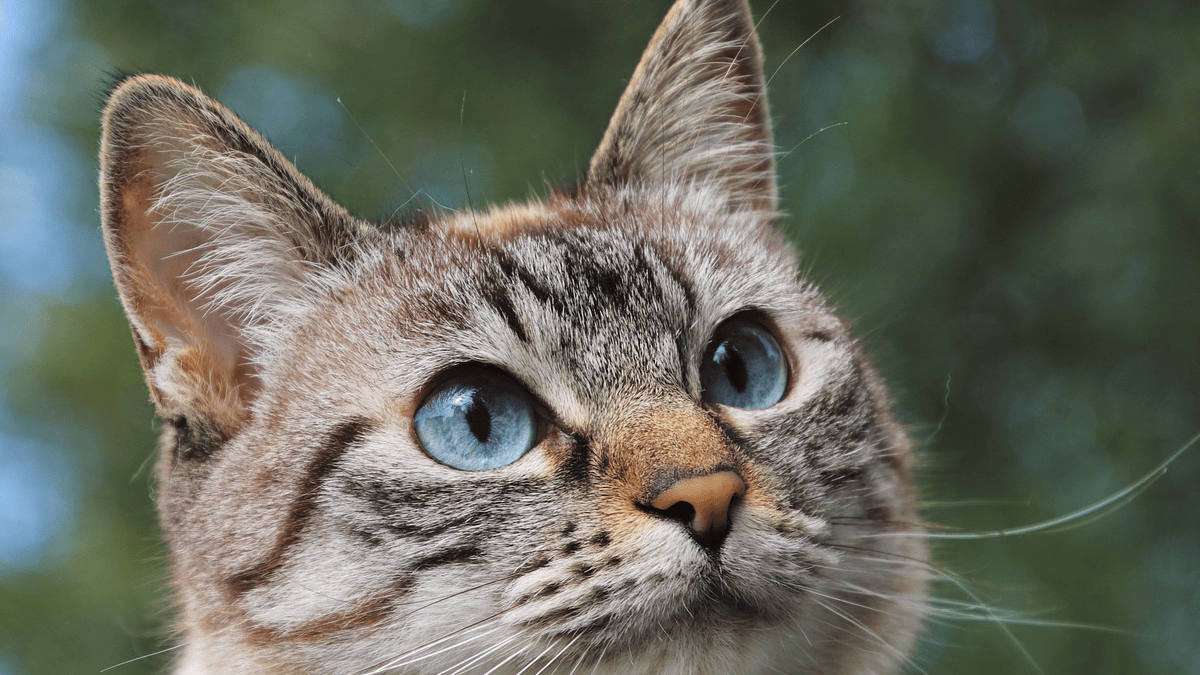 The most popular dog and cat names right now. Is yours on the list?