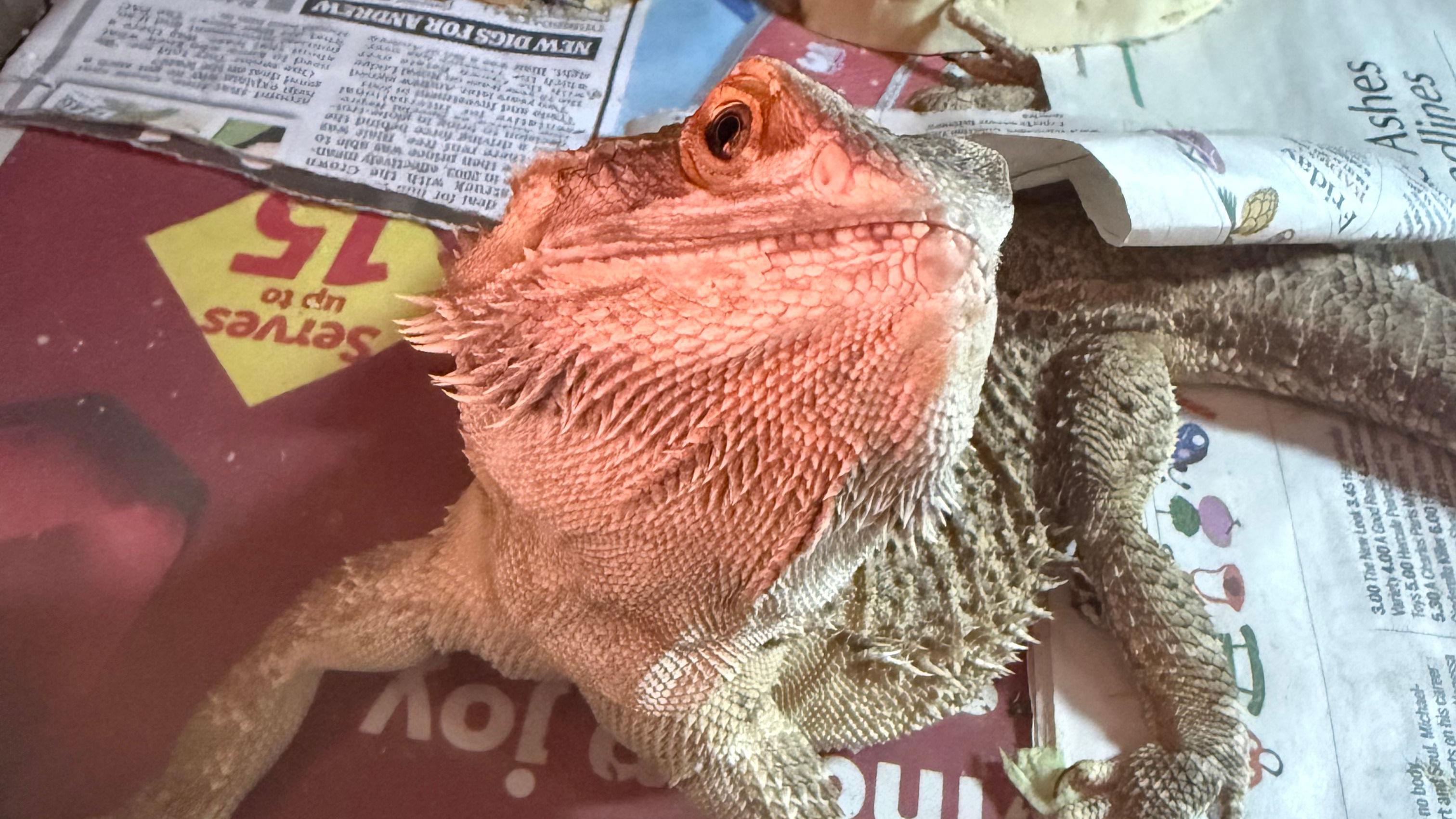Home search for bearded dragon after year in care