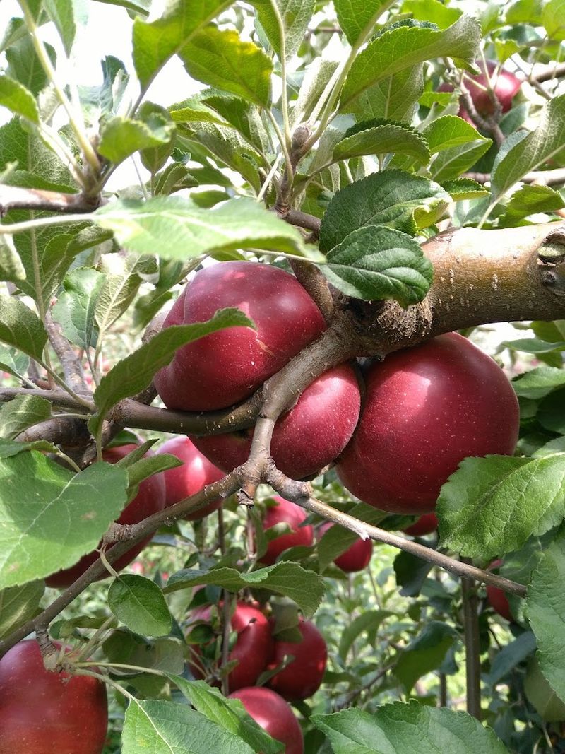 This bucolic Indiana orchard is where you can savor a simpler life one ...