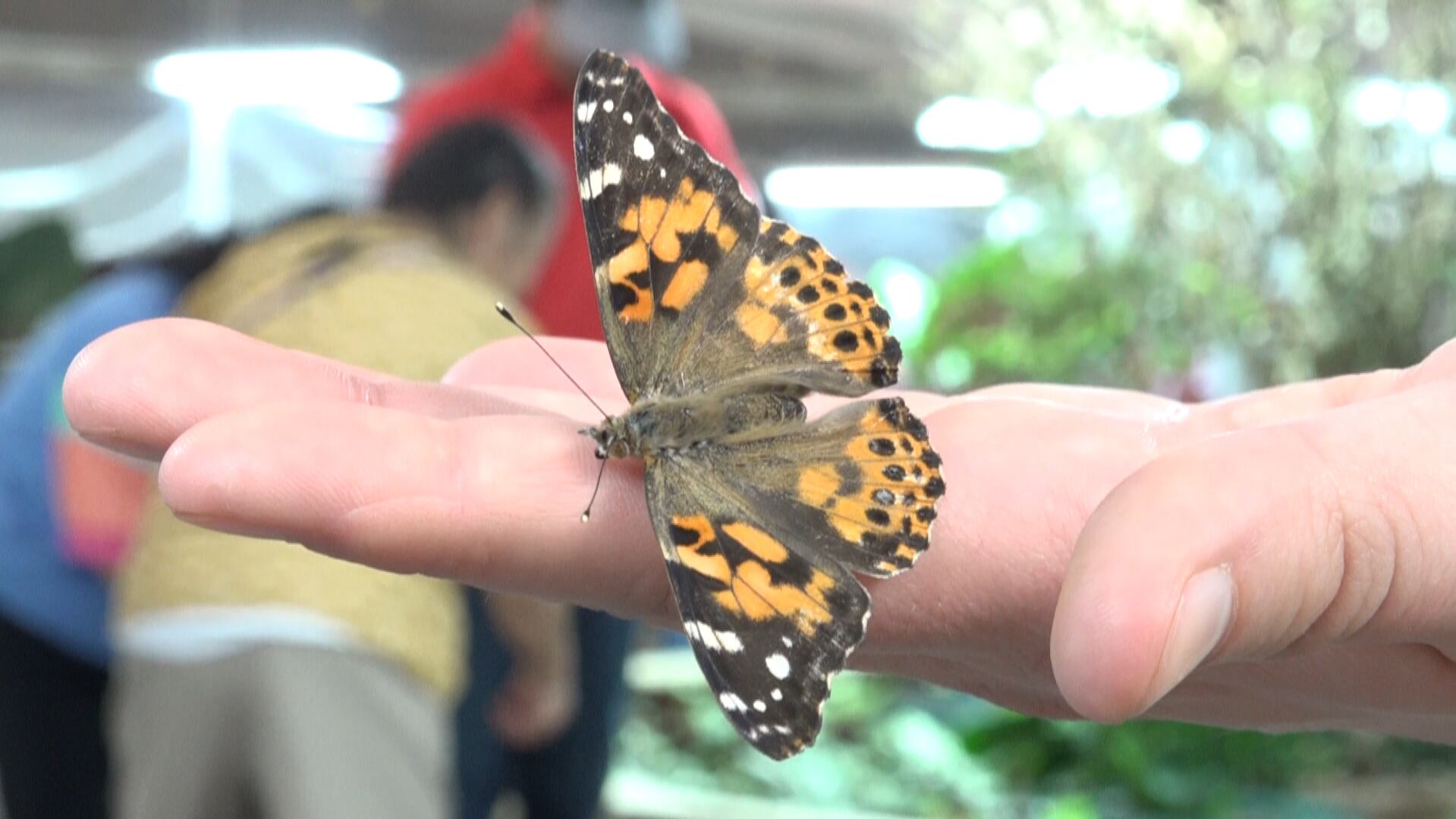 Science Spectrum’s Butterfly Alive exhibit returns for third year