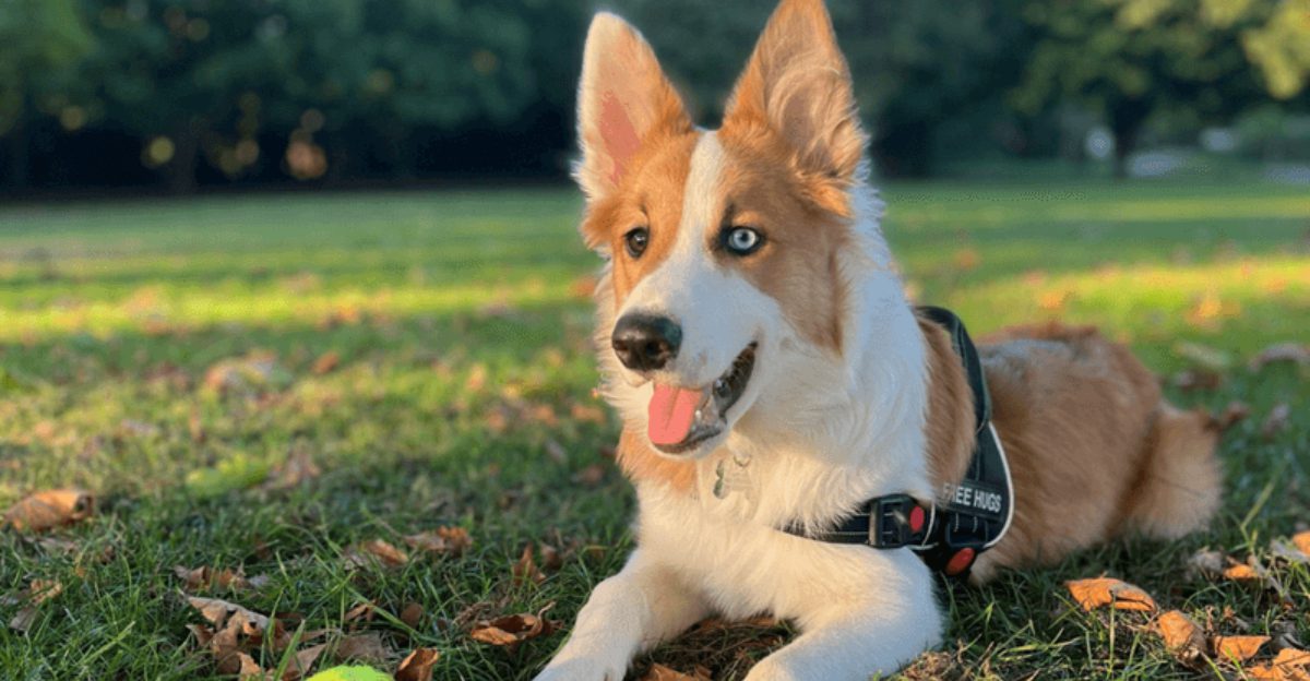 18 dog breeds that prove popularity and compatibility are not the same ...