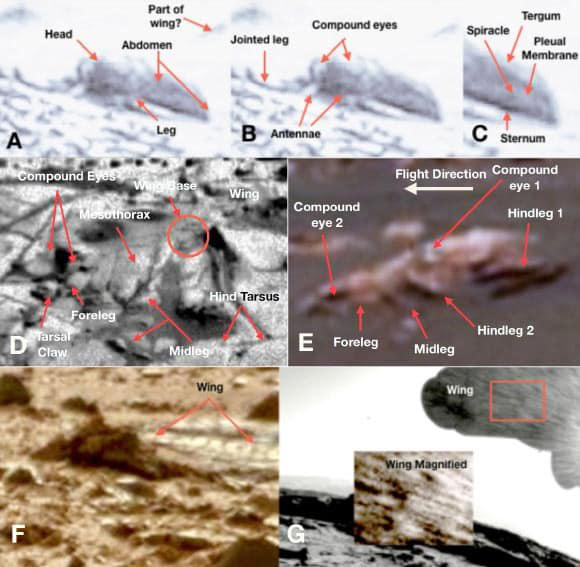 Scientists have released NASA rover photos showing possible insect and ...