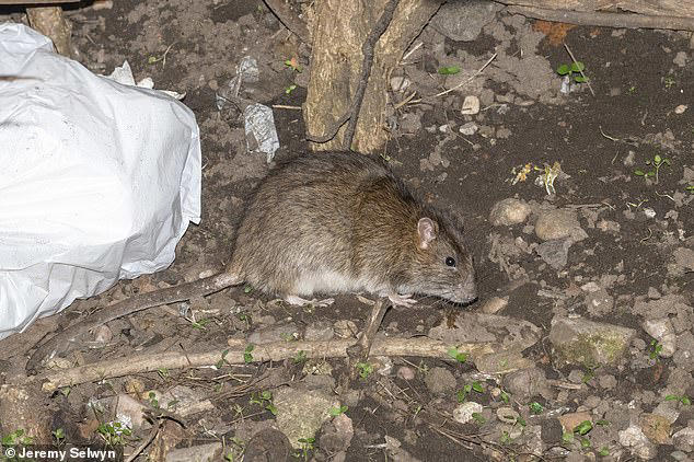 Rats the size of rabbits stalk Birmingham's streets as bin strike ...