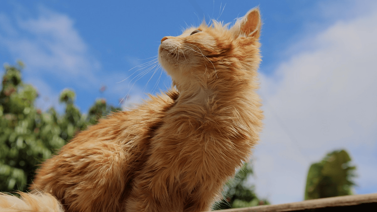 When a cat feels it is going to die, it chooses to leave these signs ...