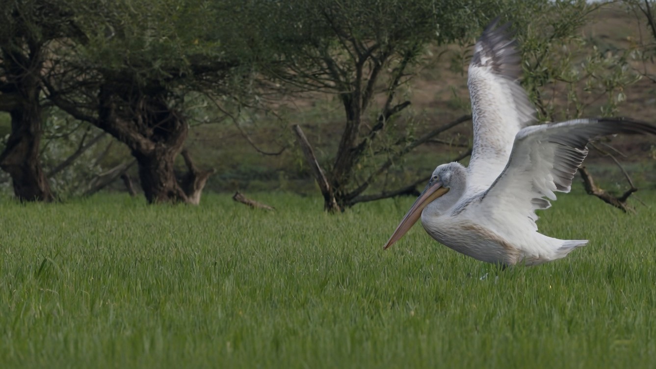 Early morning footage of wetland birds in the wild